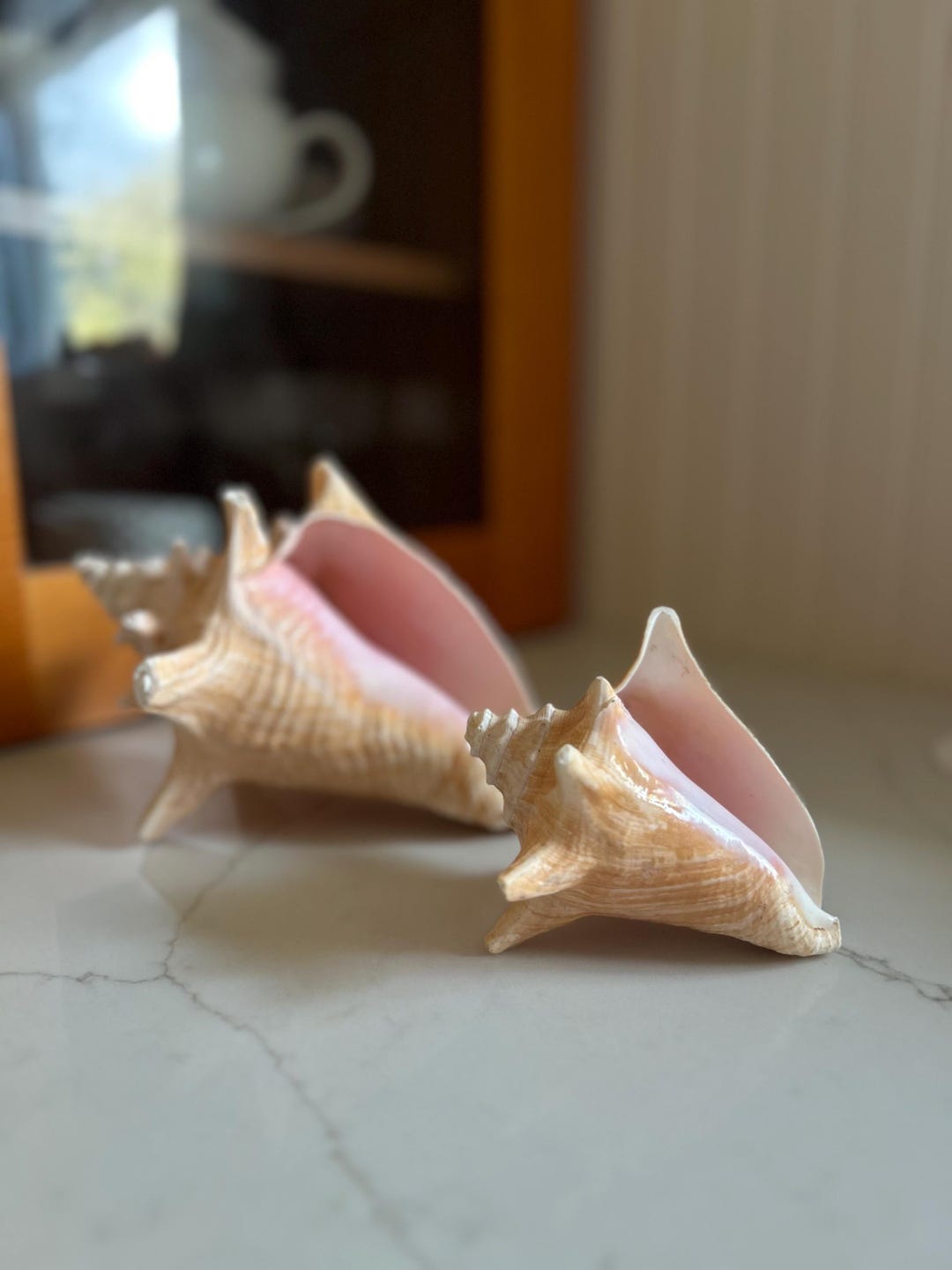 Vintage Pink Queen Conch Shells Seashells Sea Ocean Coastal Cottage ...
