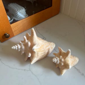 Vintage Pink Queen Conch Shells Seashells Sea Ocean Coastal Cottage ...