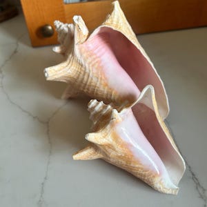 Vintage Pink Queen Conch Shells Seashells Sea Ocean Coastal Cottage ...