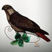 Red Tailed Hawk Handmade Stained Glass Suncatcher - Etsy