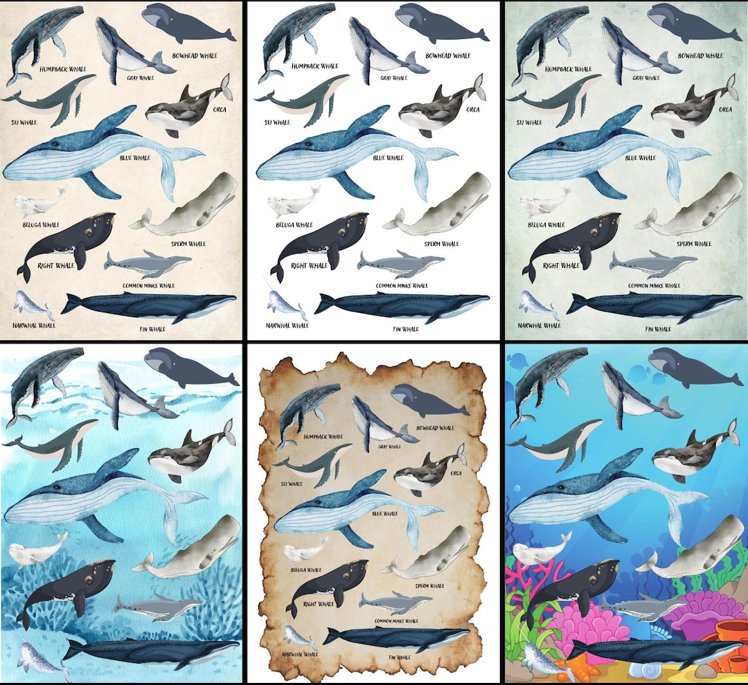 Wale Poster A3 & A4 - 8 Poster - verschiedene Farben - Walarten ...