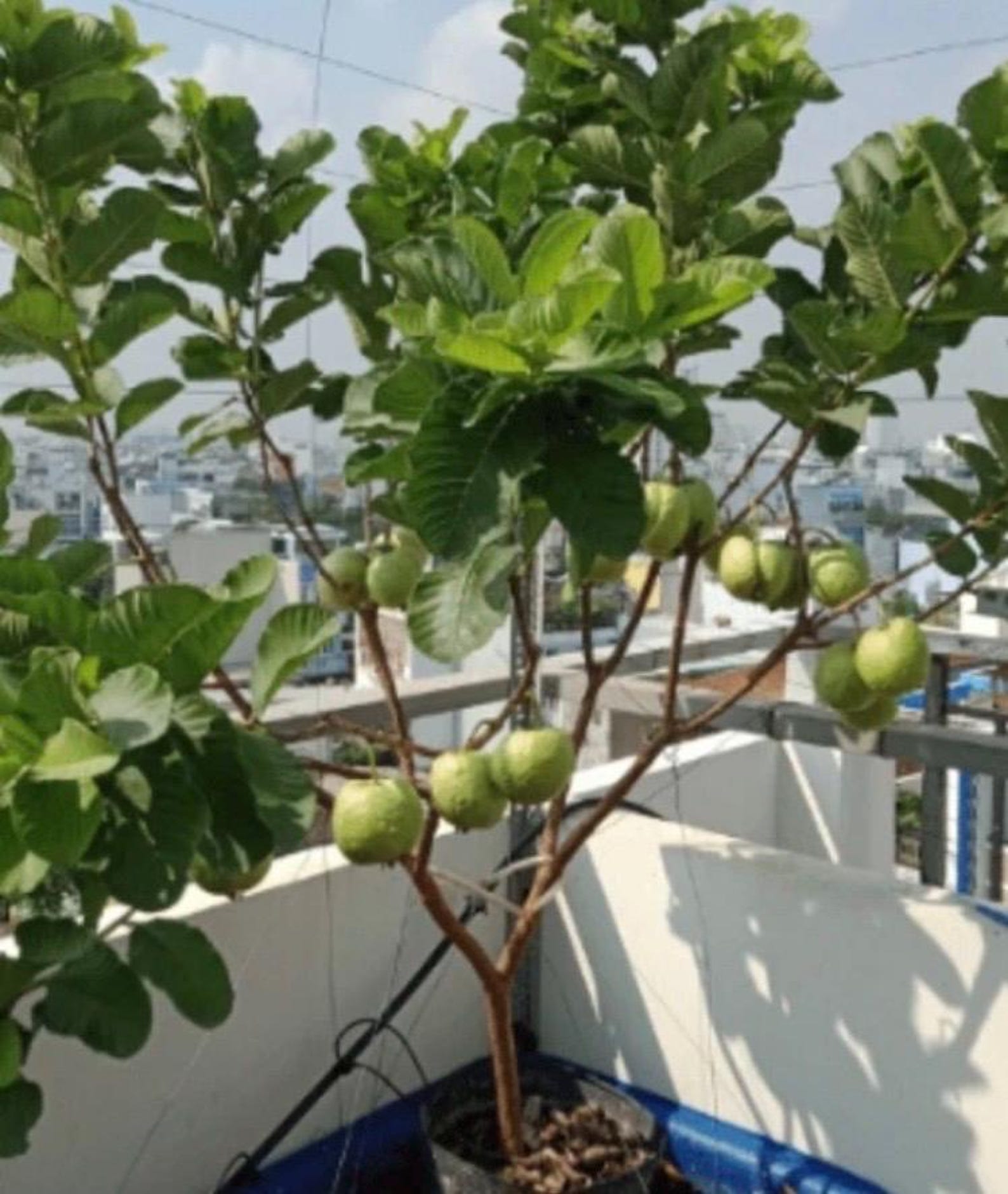 4”-10” Pink Guava Fruit Tree Planting Exotic Delicious Tropical Fruit 4 ...