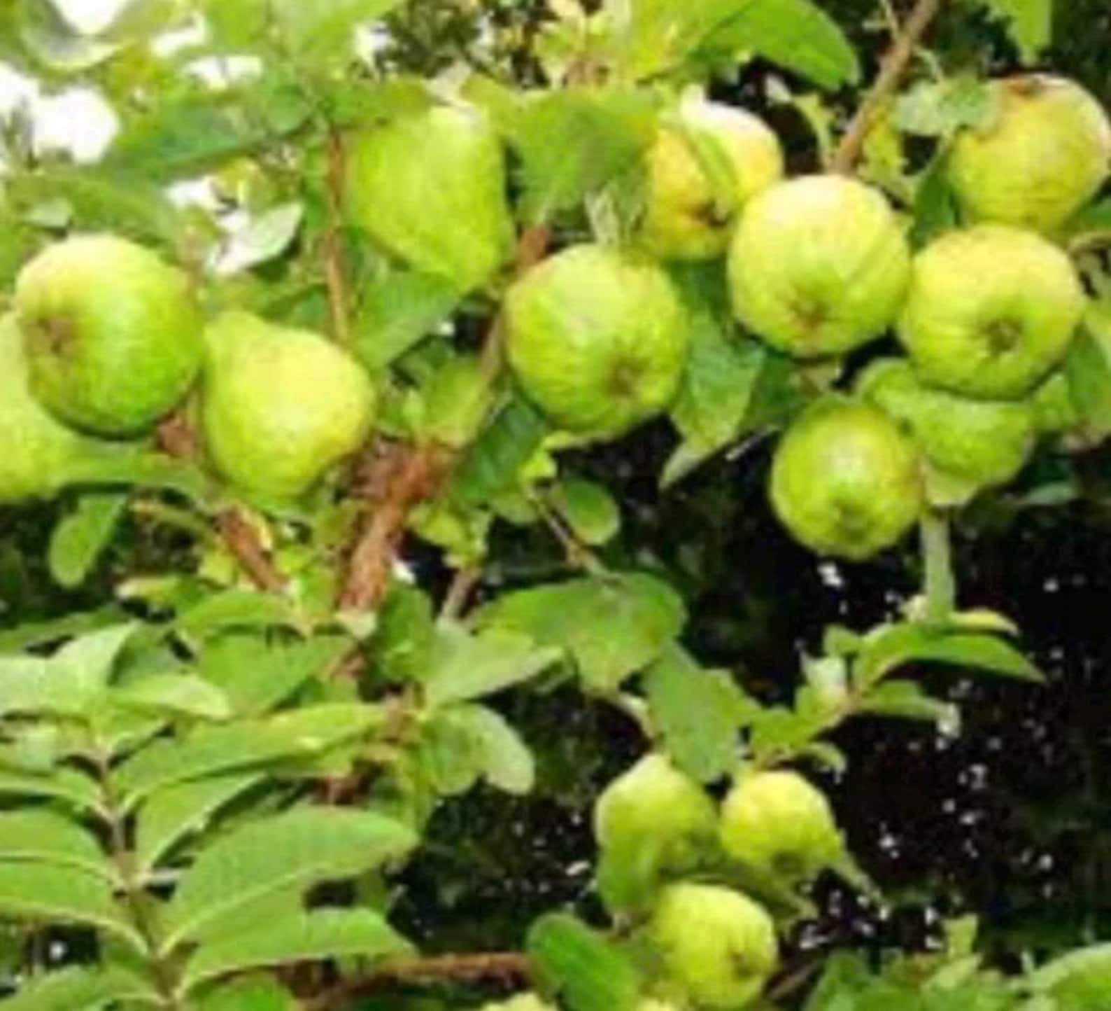 4”-10” Pink Guava Fruit Tree Planting Exotic Delicious Tropical Fruit 4 ...