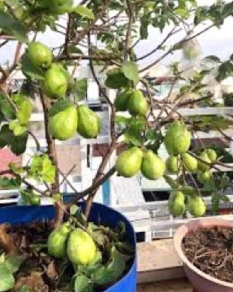 4”-10” Pink Guava Fruit Tree Planting Exotic Delicious Tropical Fruit 4 ...