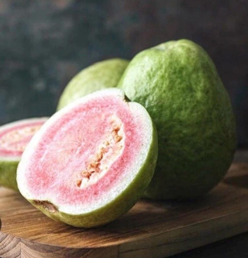 4”-10” Pink Guava Fruit Tree Planting Exotic Delicious Tropical Fruit 4 ...
