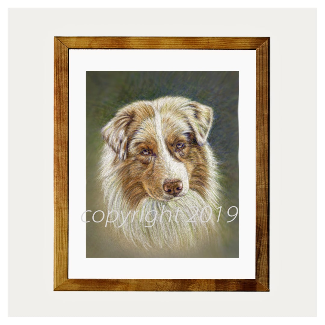 Australian Shepherd Red Merle Fine Art 8x10 Print - Etsy
