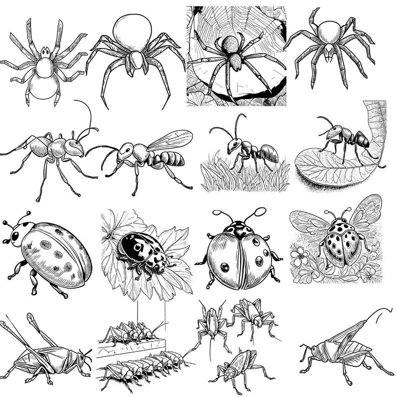 Insect SVG Bundle: Ladybug, Spider, Ant & Cricket Clipart (digital ...