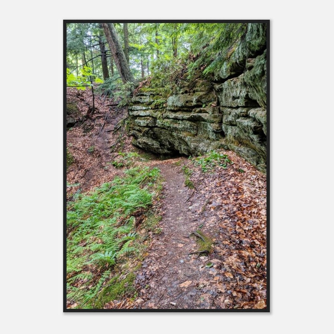 Framed Forest Walkway Photo - Etsy