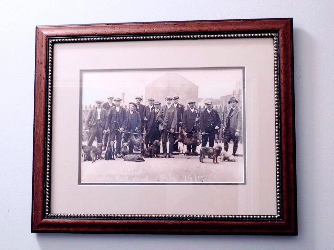 Vintage 1917 British Photo of Badger Hunt With Lakeland Terriers - Etsy
