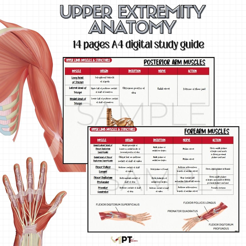 Muscle Anatomy Flashcards Print, Upper Limb Anatomy, Muscle Origin ...