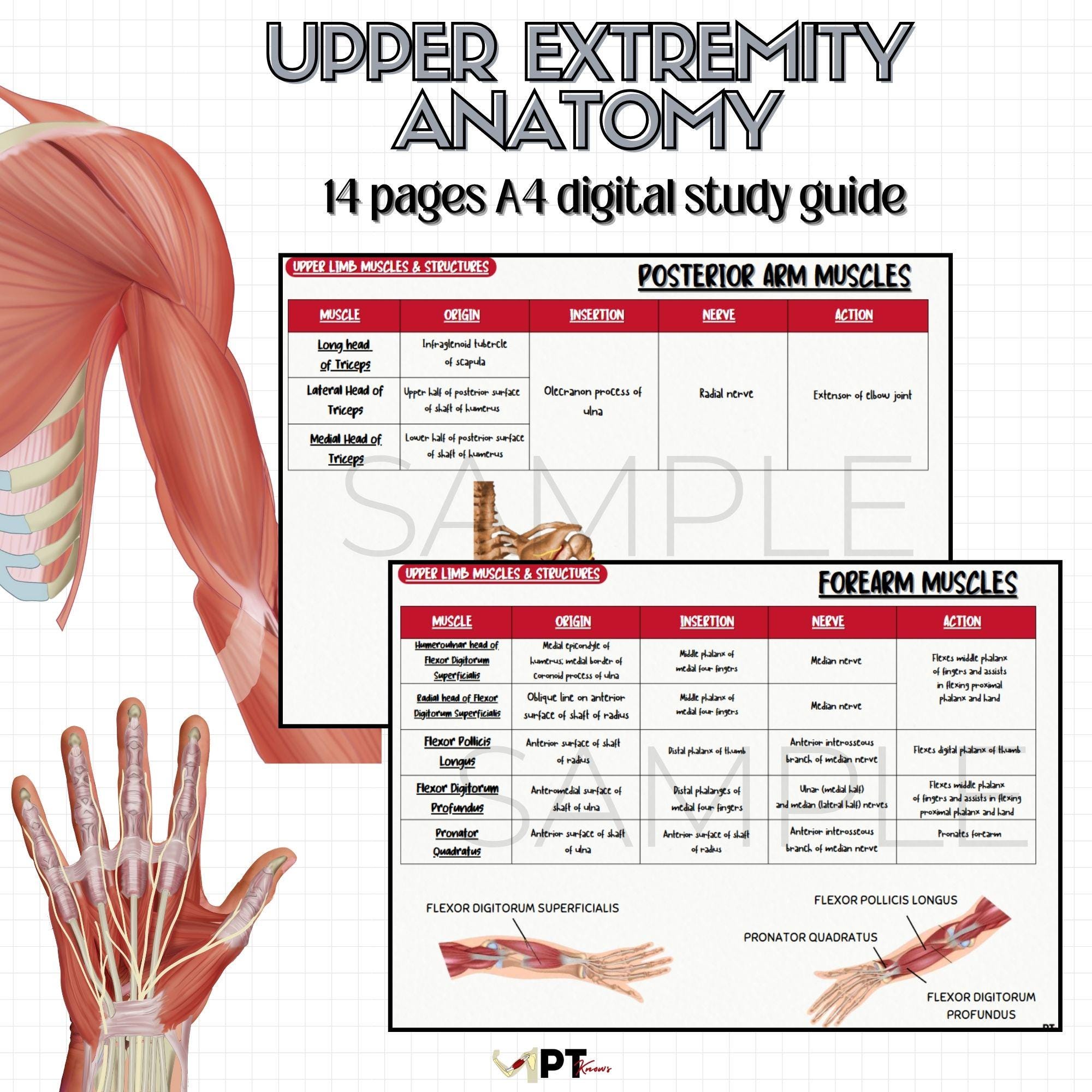 Muscle Anatomy Flashcards Print, Upper Limb Anatomy, Muscle Origin ...