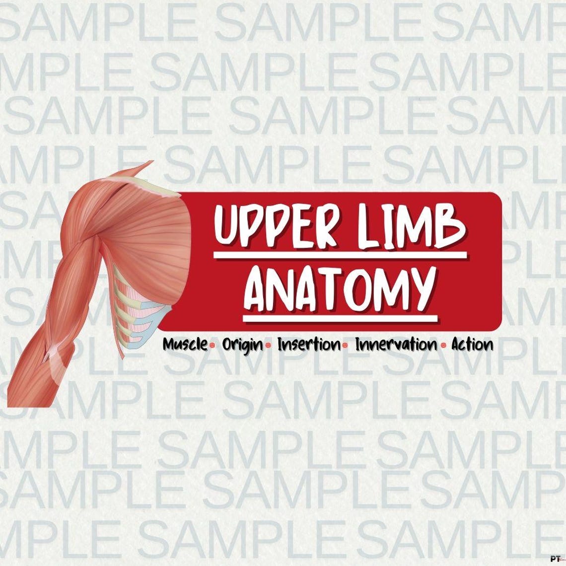 Muscle Anatomy Flashcards Print, Upper Limb Anatomy, Muscle Origin ...