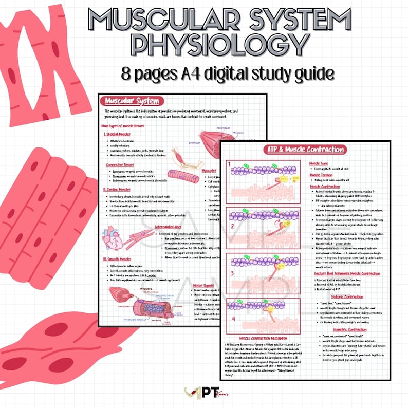 Muscular System Physiology Reviewer: Anatomy Study Guide (digital ...