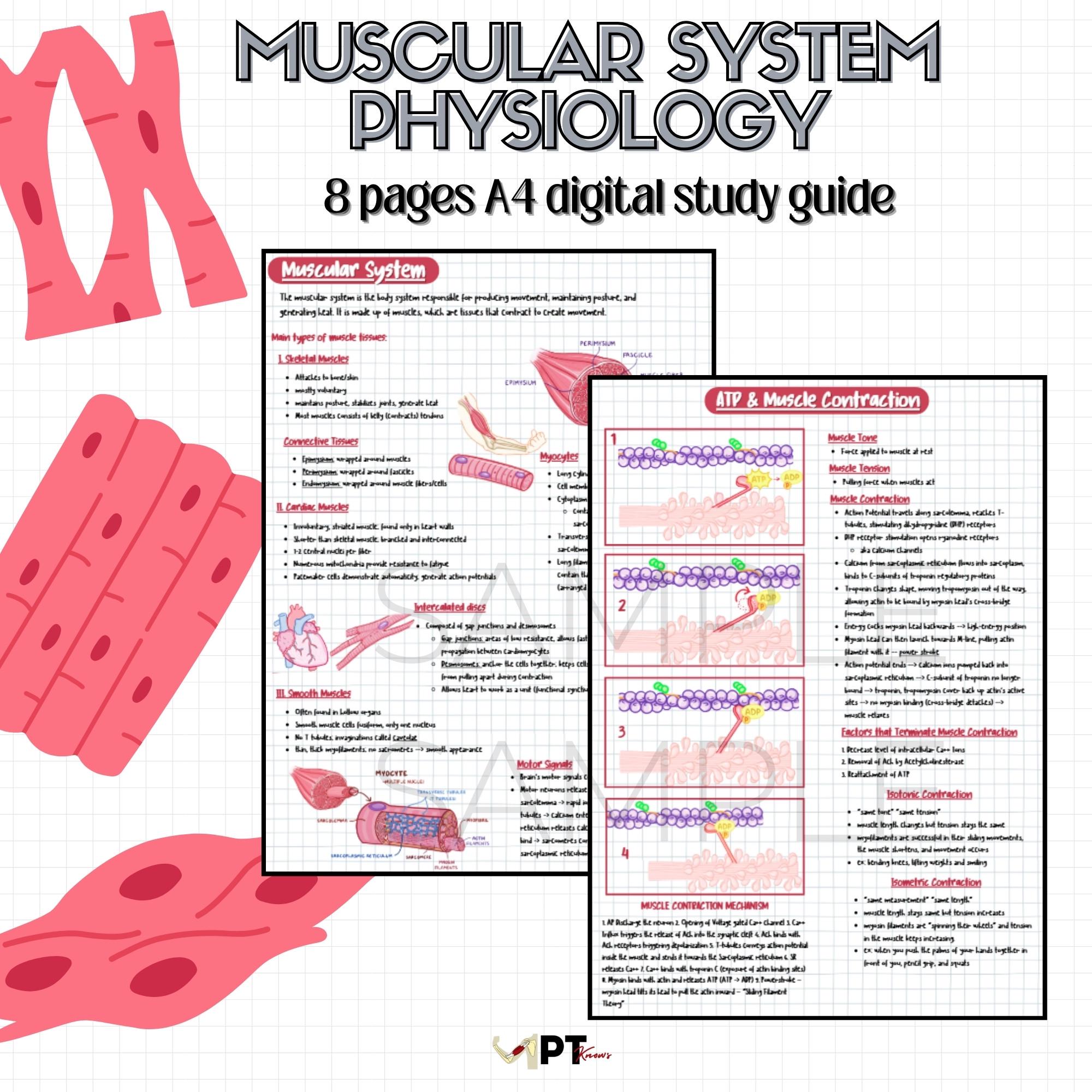 Muscular System Physiology Reviewer: Anatomy Study Guide (digital ...