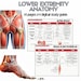 Muscle Anatomy Flashcards Print, Lower Limb Anatomy, Muscle Origin ...