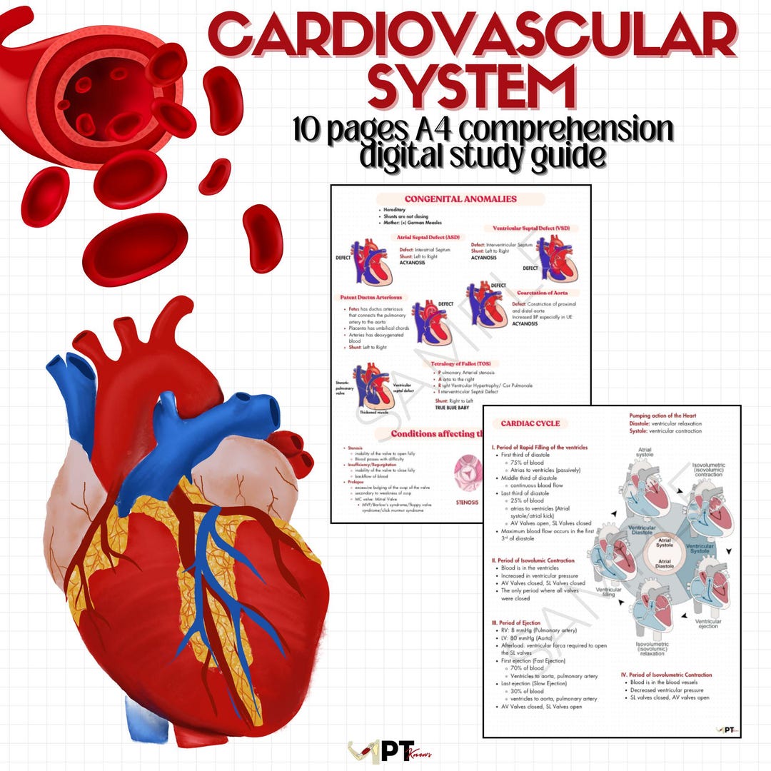 Cardiovascular System Study Guide: Heart Anatomy, ECG Rhythms (PDF) - Etsy