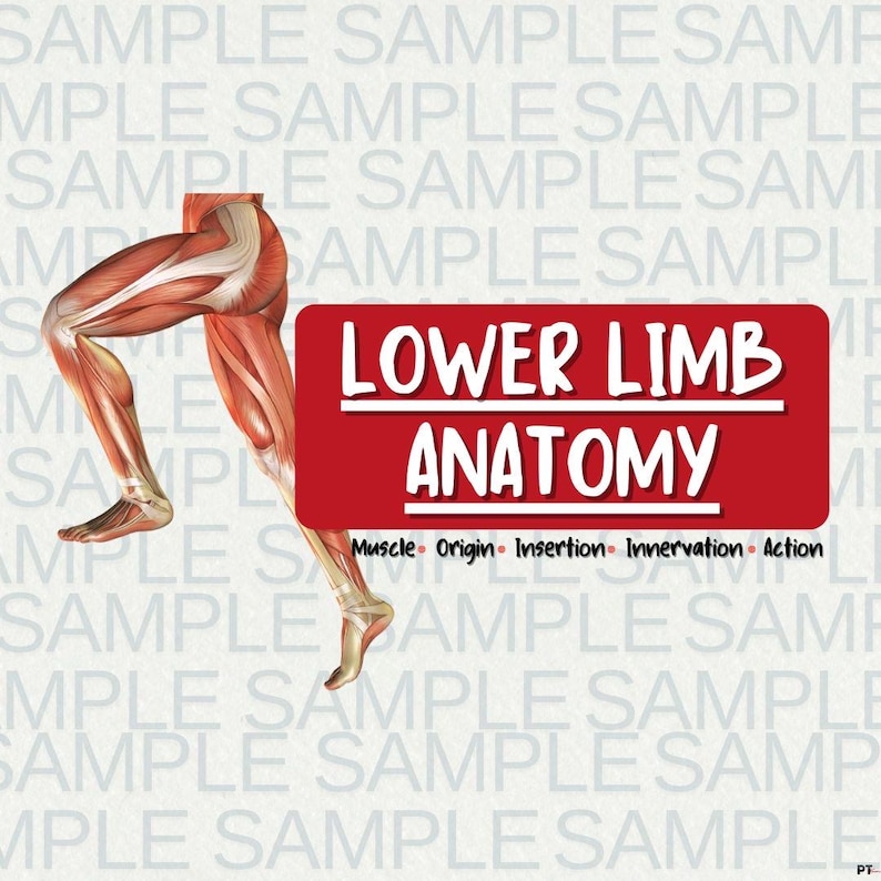 Muscle Anatomy Flashcards Print, Lower Limb Anatomy, Muscle Origin ...