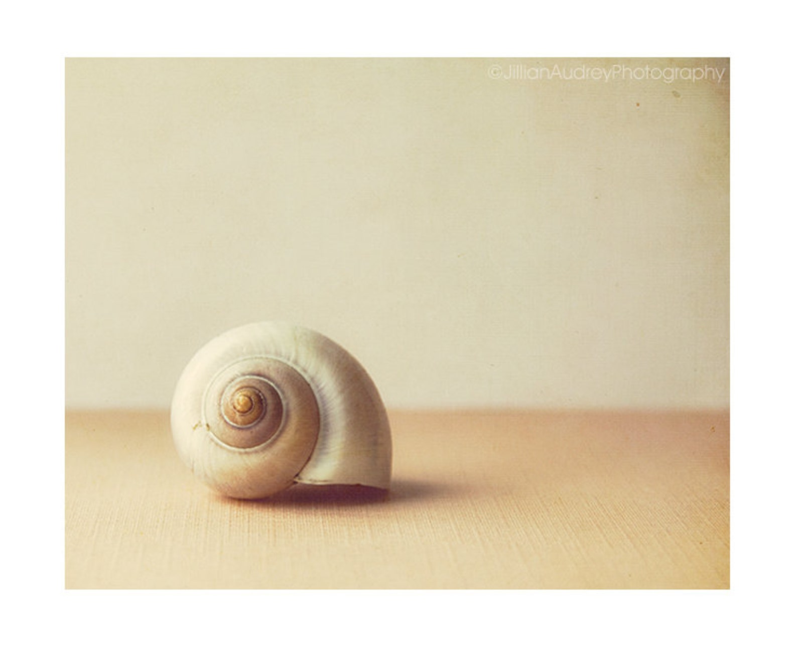 Shell Photography, Minimal Modern, Minimalist Photograph, Beige ...