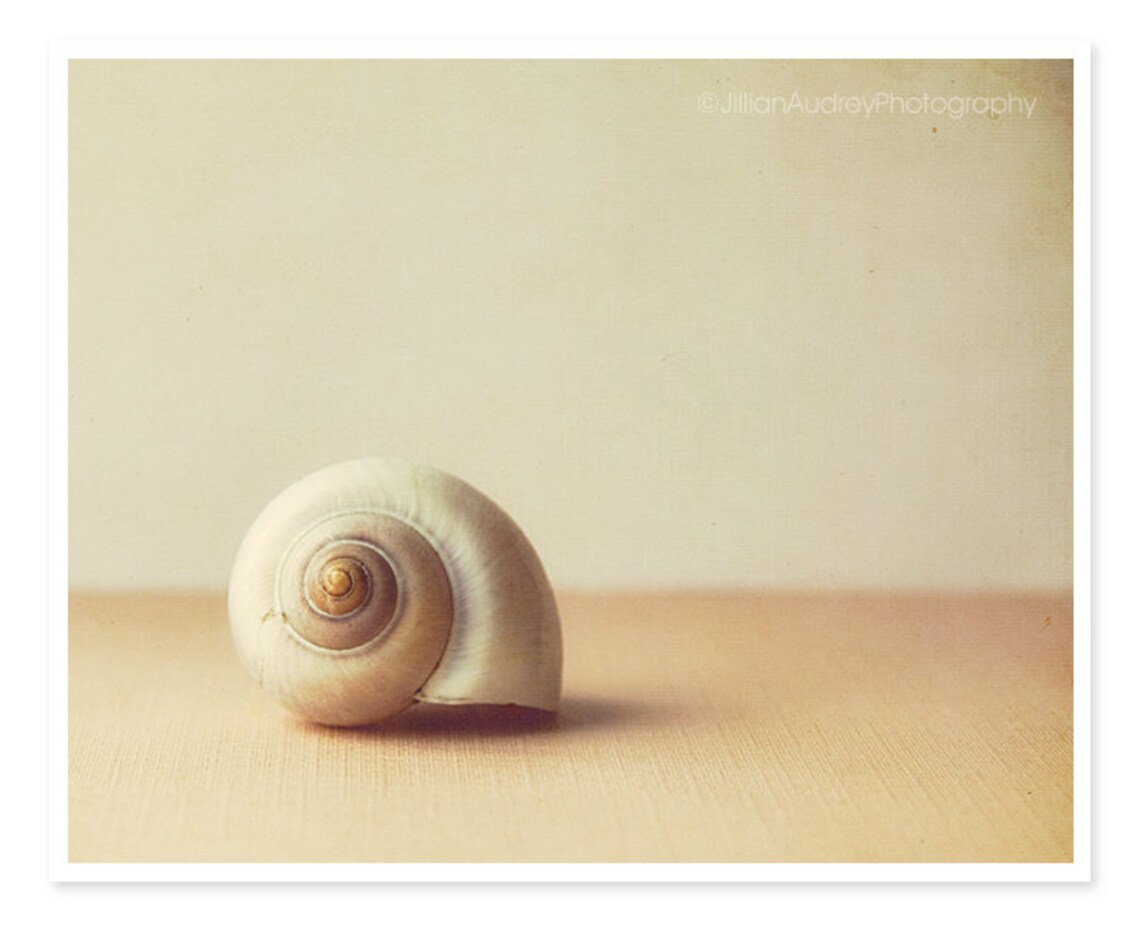 Shell Photography, Minimal Modern, Minimalist Photograph, Beige ...
