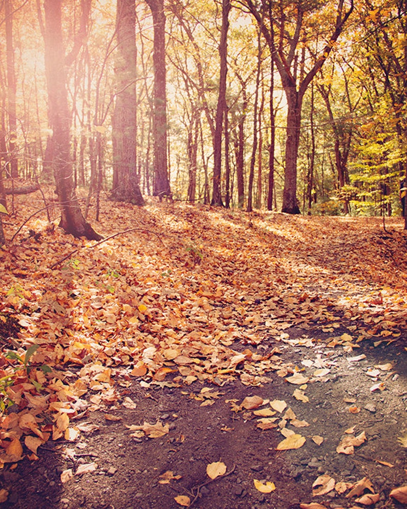 Nature Photography, Woodland Woods Rustic, Walden Pond, Trees Autumn ...