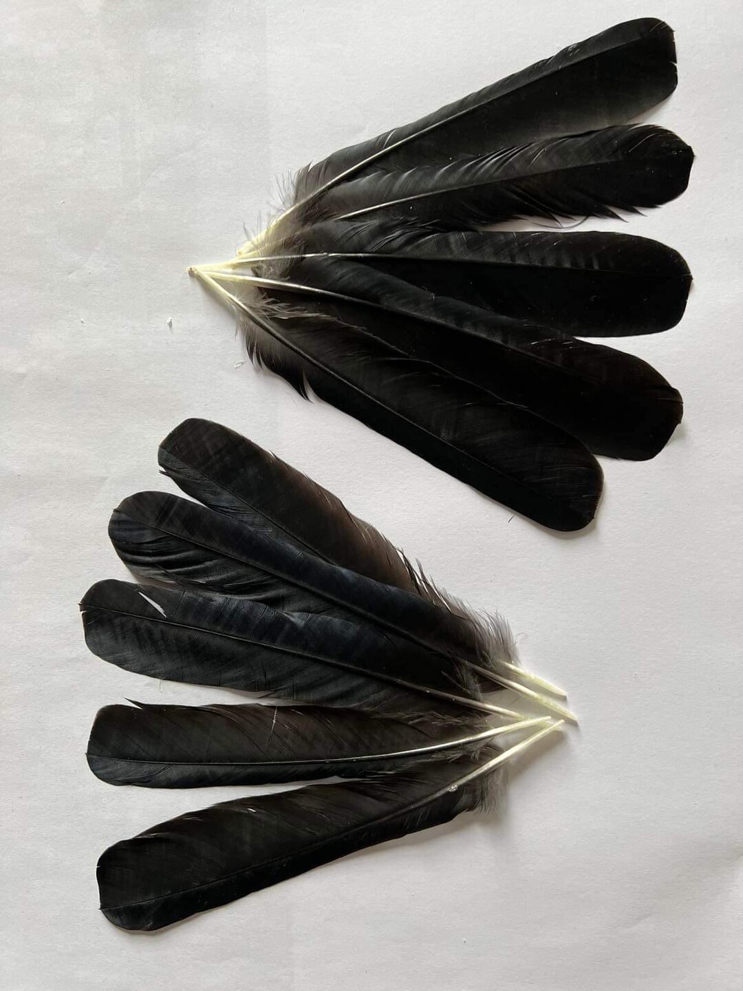 Crow Tail Feathers - Etsy