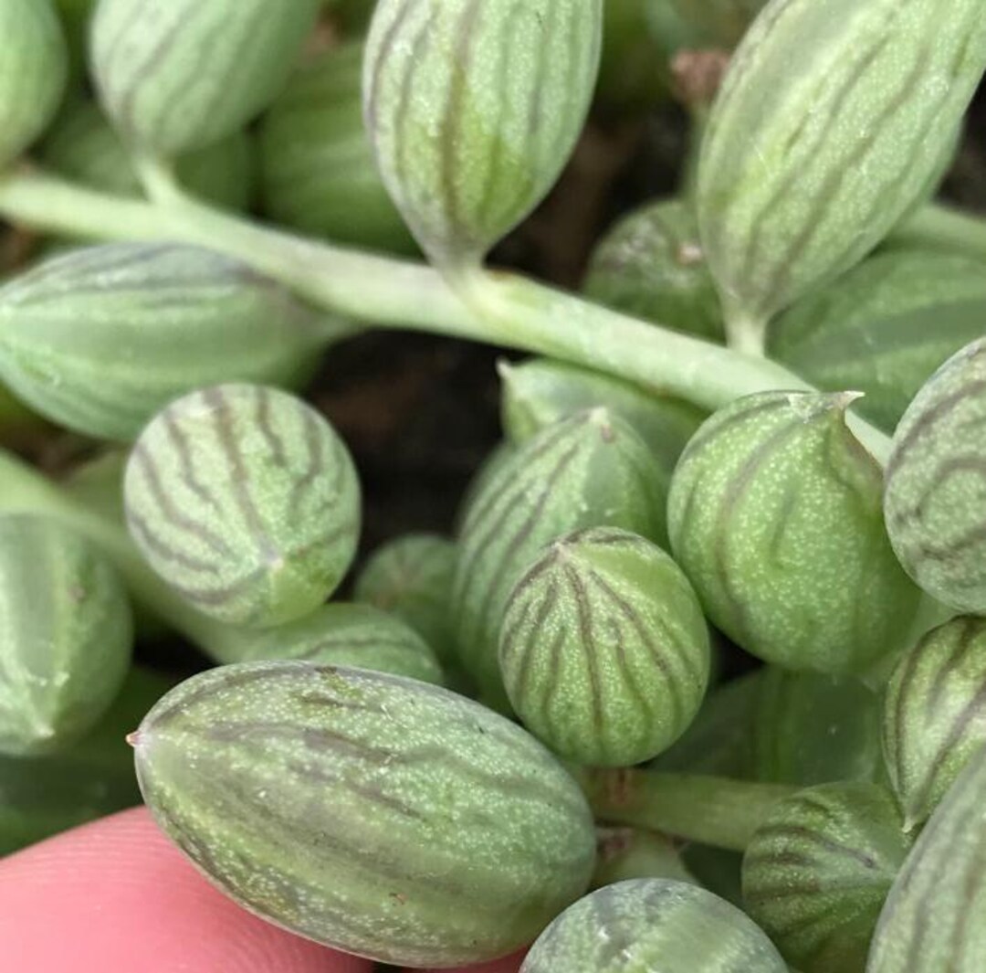 Senecio Herreianus String of Watermelons Cuttings - Etsy