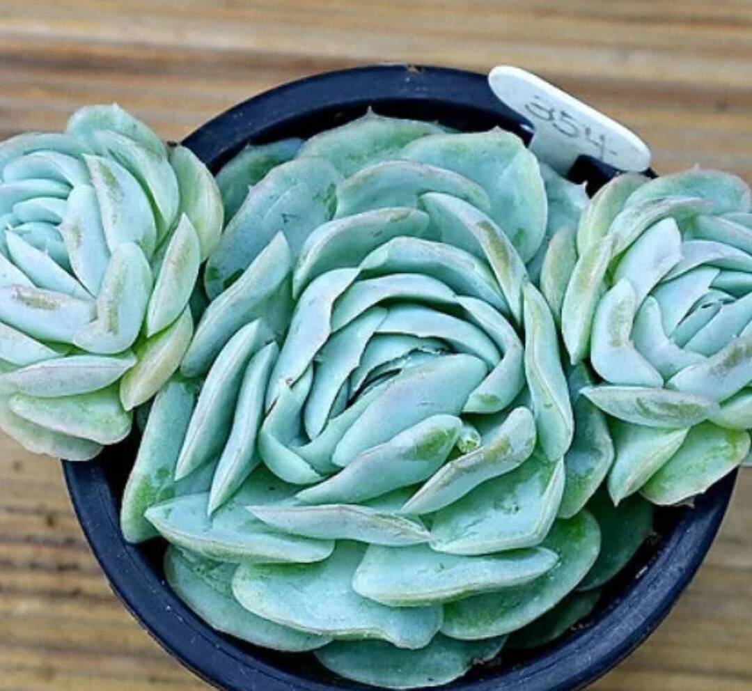 Echeveria Mexico Rose - Beautiful Succulent - Propagation Leaf - Etsy