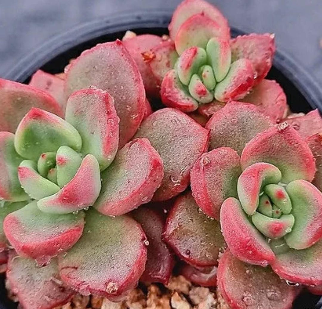 Echeveria Chapote - Beautiful Succulent - Propagation Leaf - Etsy