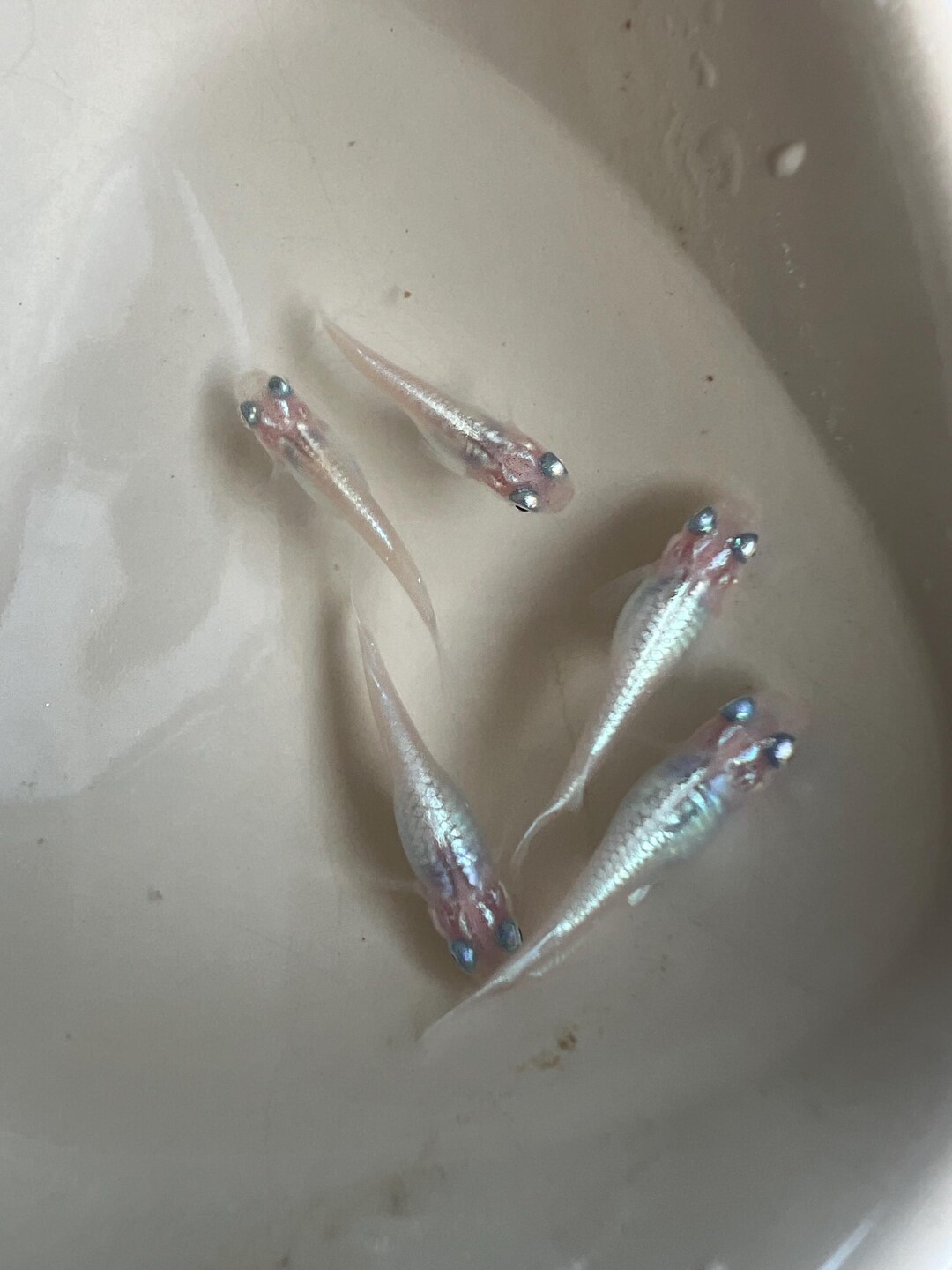 Japanese Rice Fish Eggs Medaka Miyuki Silver - Etsy