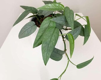 Lokale Etsy-shops - Etsy Nederland