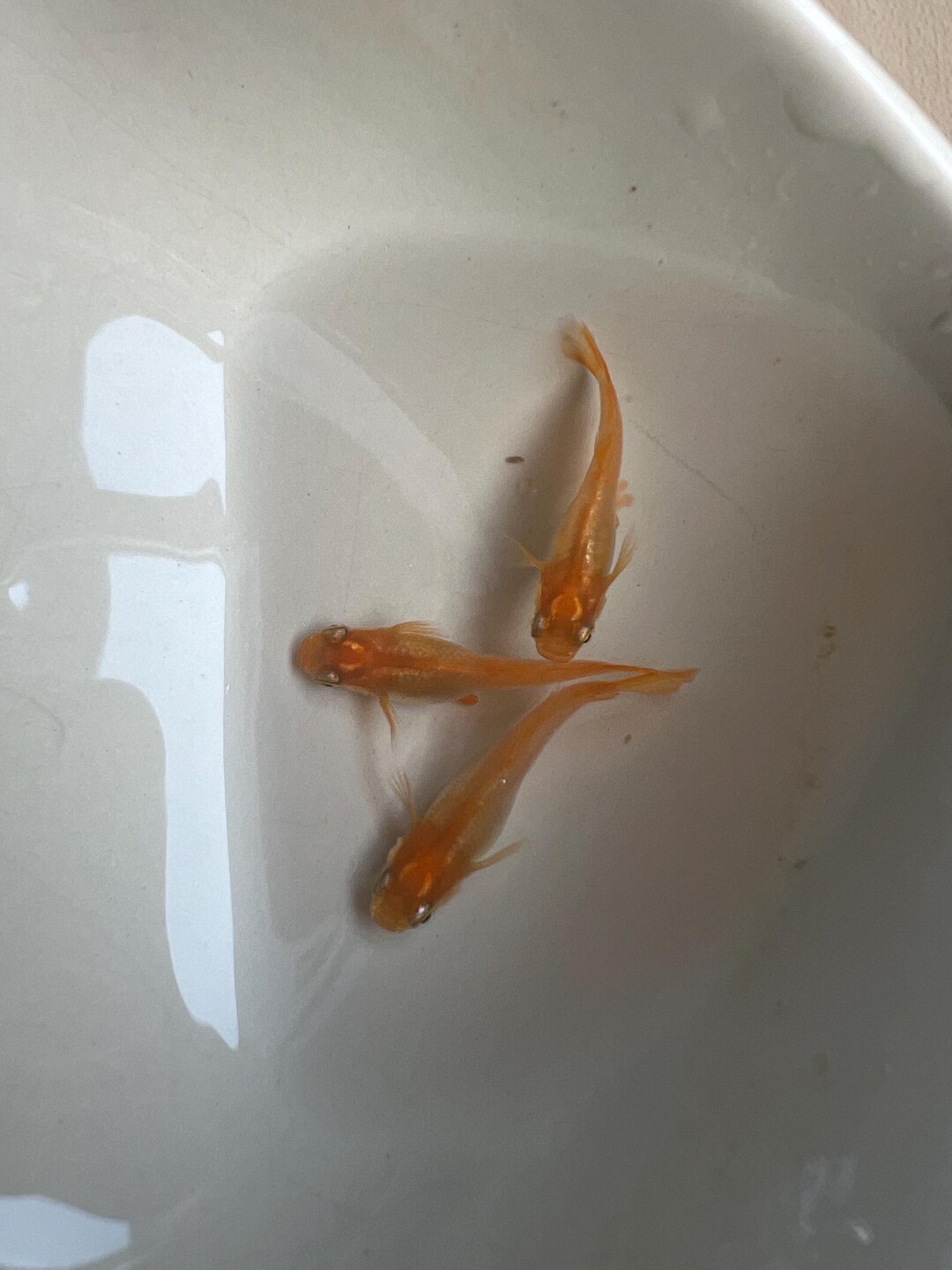 Japanese Rice Fish Eggs - Medaka Red King - Etsy UK