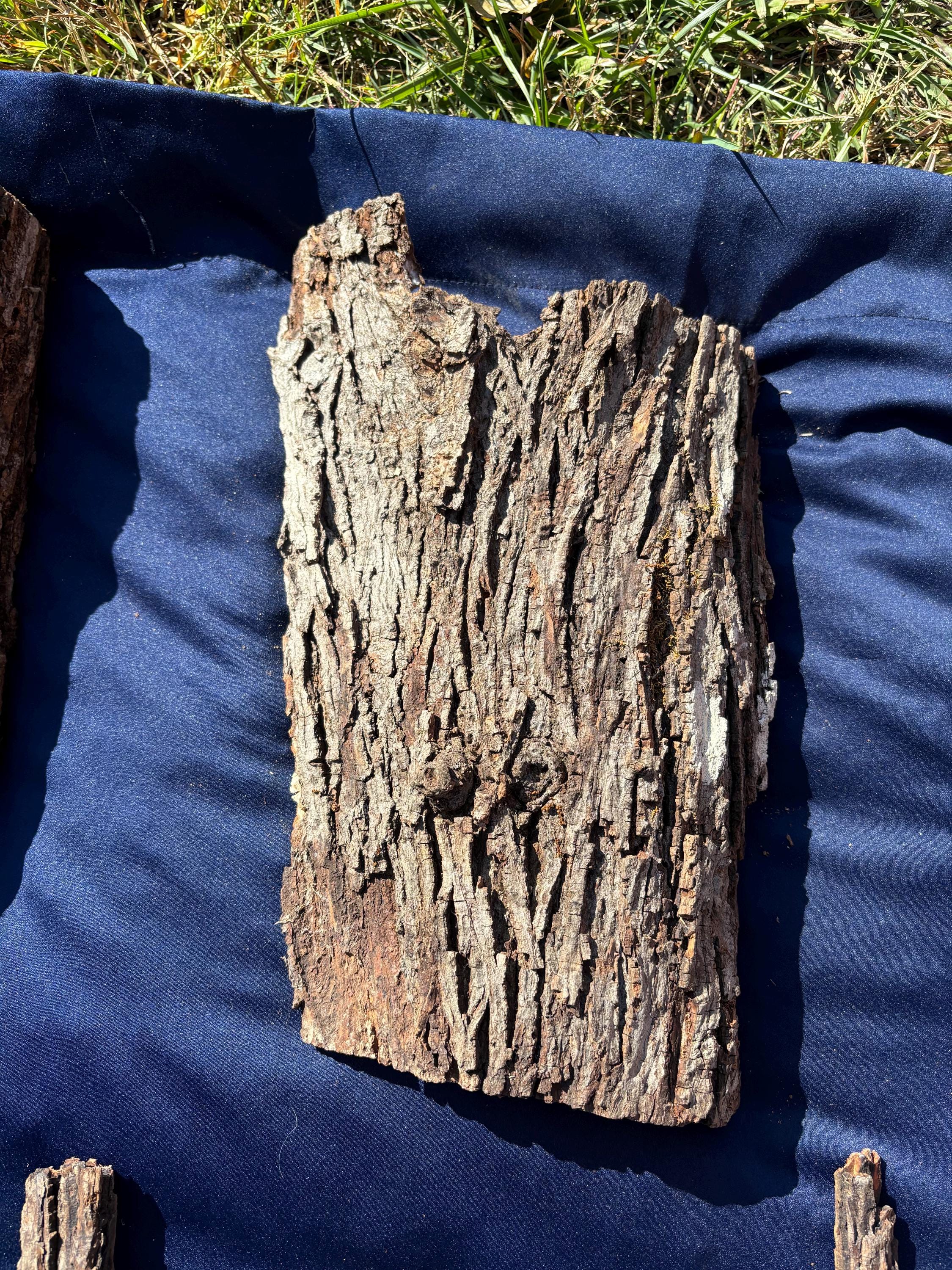 Oak Bark Oak Tree Bark Bark Tree Bark Pieces - Etsy