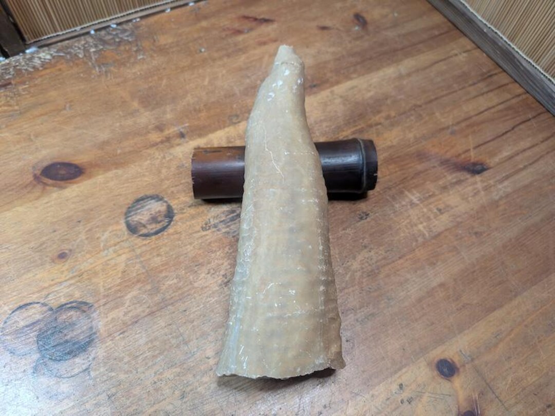 Rare 1.2kg Japanese Horn Coral Fossil Extinct Marine Life Display Gov ...