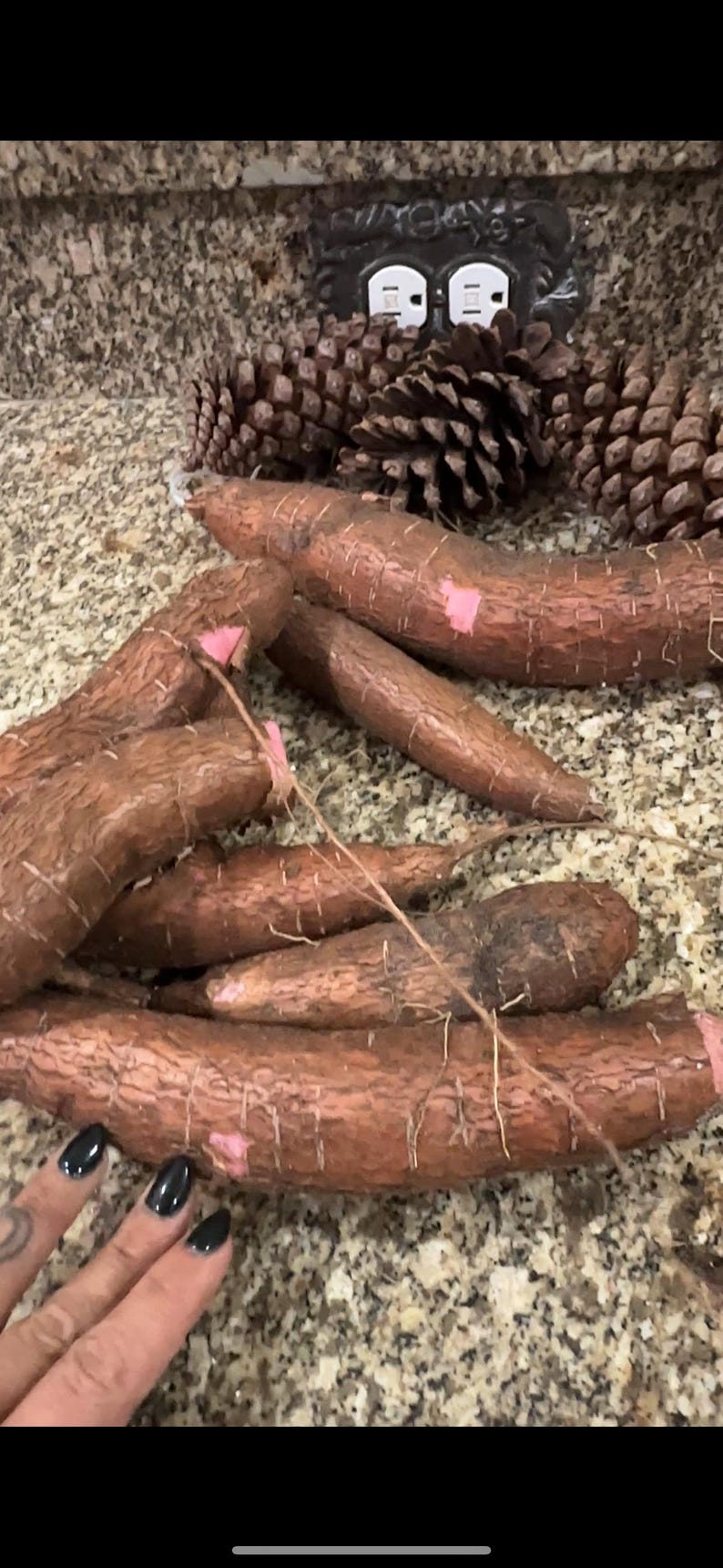 Cassava (yuca) Cuttings - Organic - Etsy