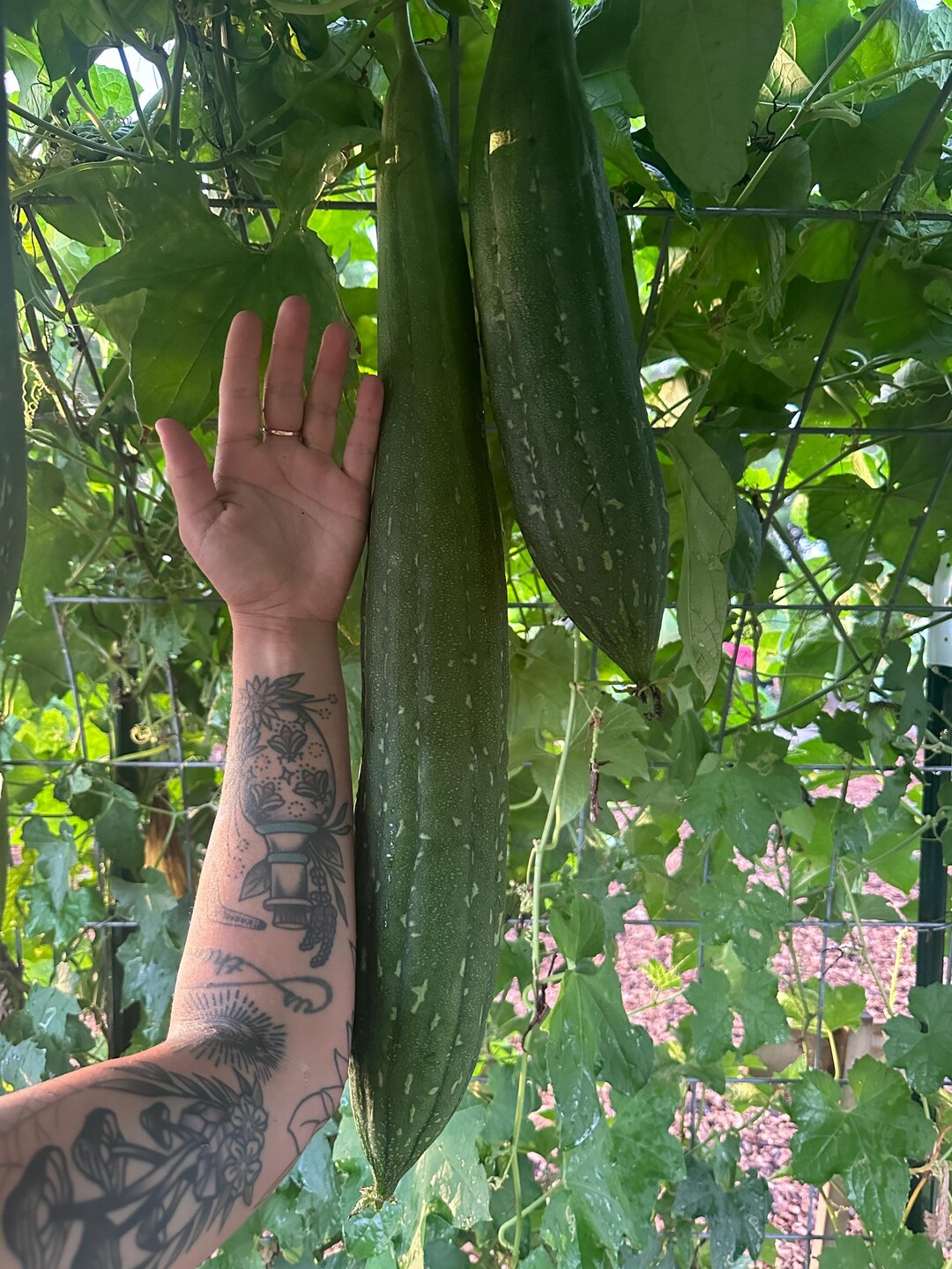 Florida Grown Luffa Seeds - Etsy