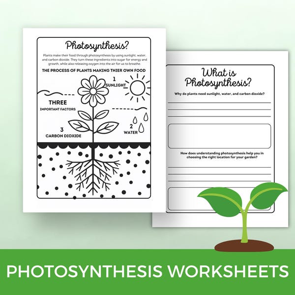 Photosynthesis Poster - Etsy