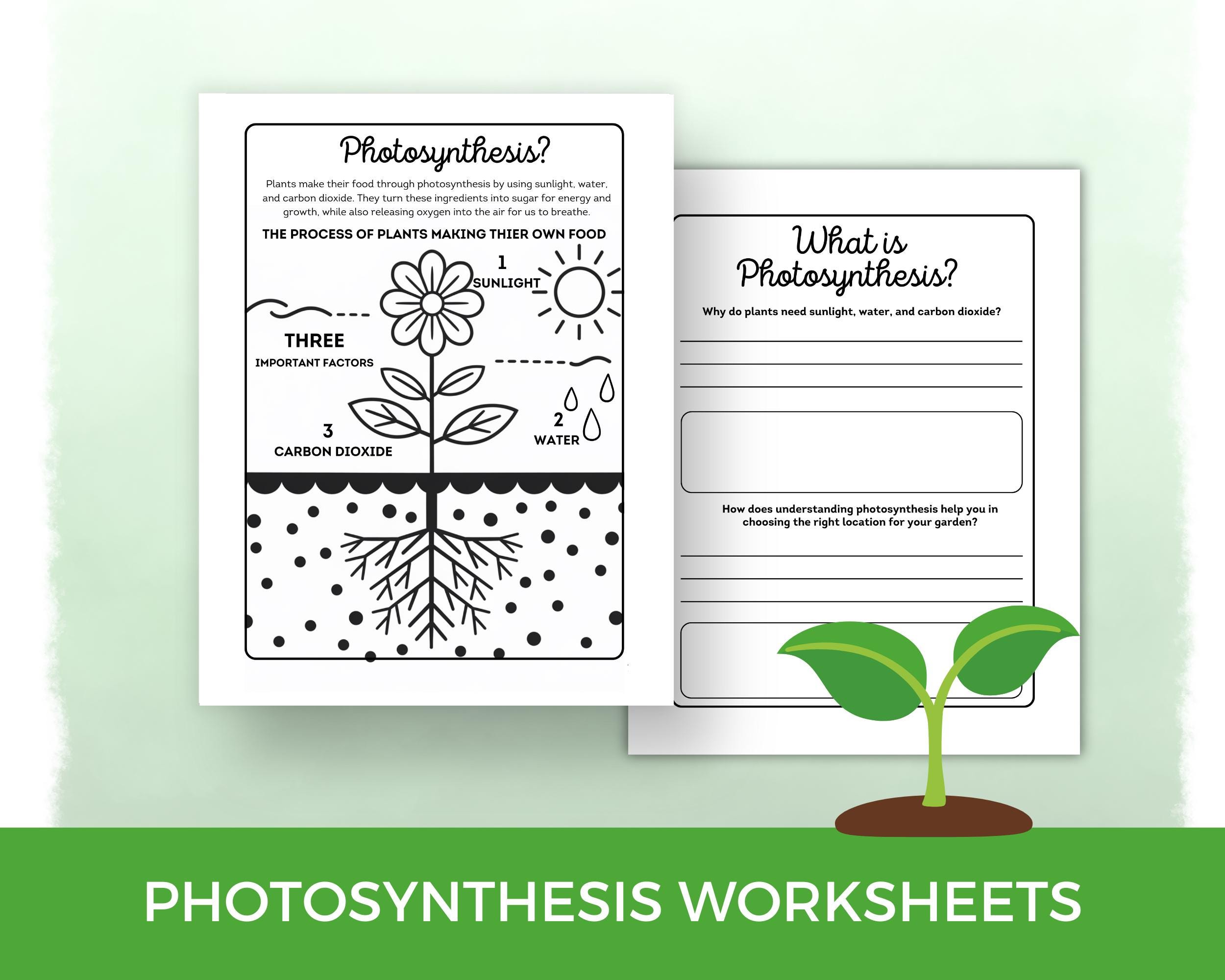 Photosynthesis Science Worksheets for Kids With Journal and Coloring ...