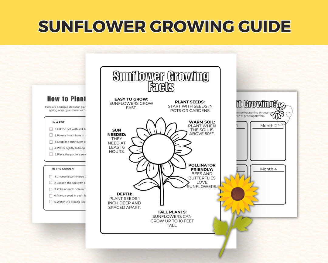 Sunflower Seed Growing Guide for Kids With Educational Coloring Page, 4 ...