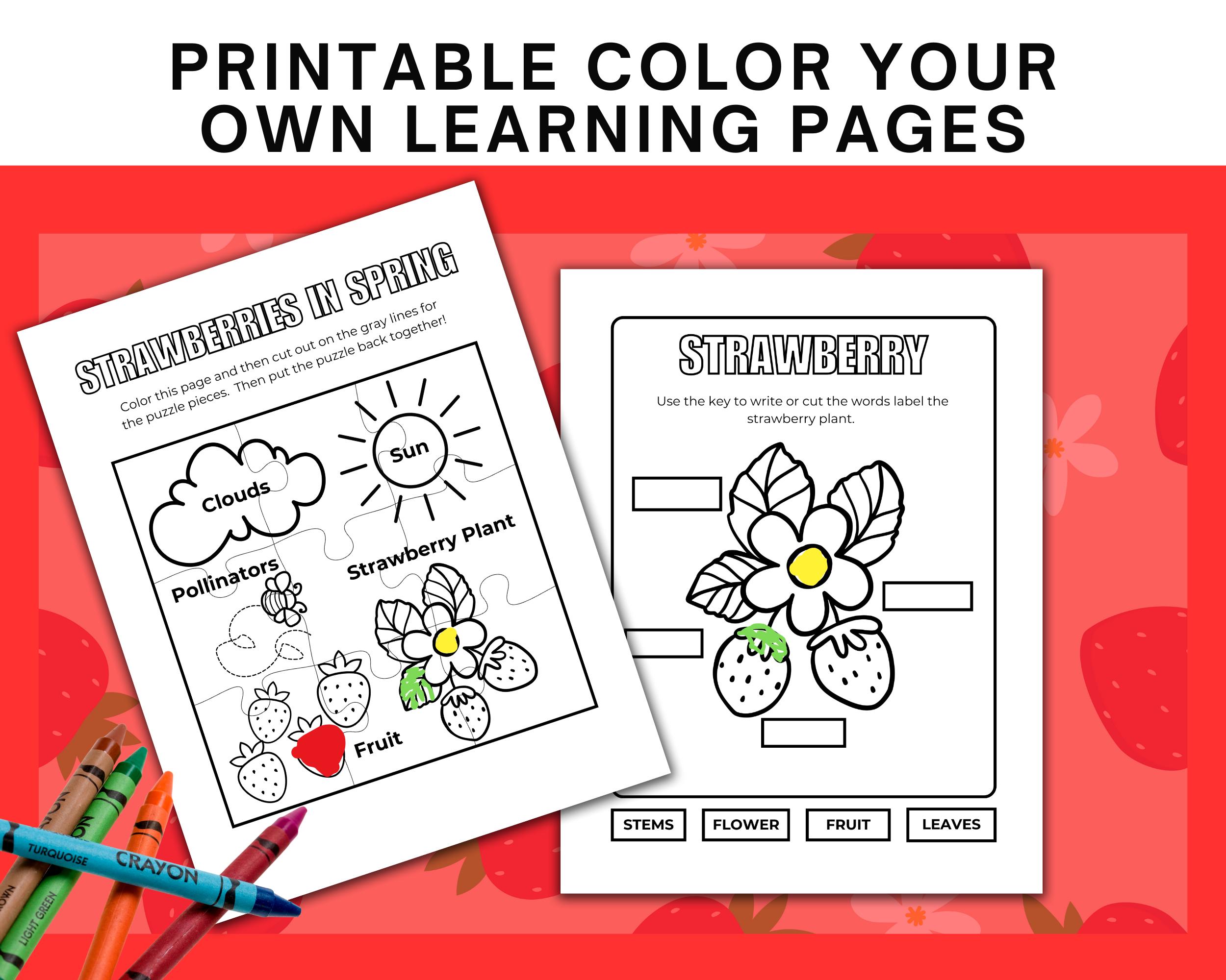 Strawberry Garden Unit Study Downloads Preschool, Kinder, First and ...