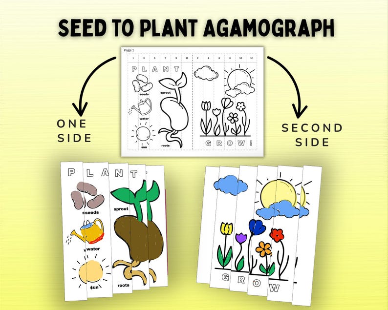 Seed to Plant Agamograph Printable | Life Cycle of a Plant Craft for ...