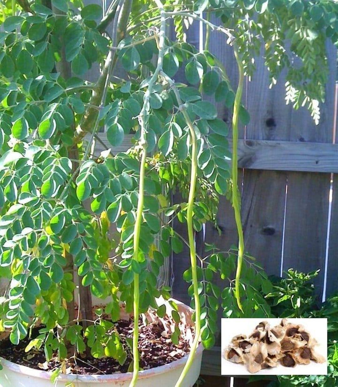 Organic Hybrid Moringa drum Stick Seeds High Yielding - Etsy
