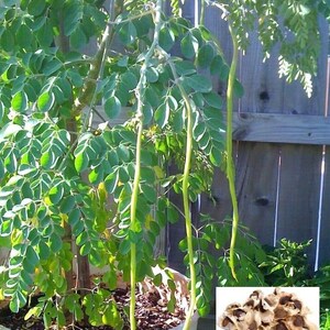 Organic Hybrid Moringa drum Stick Seeds High Yielding - Etsy