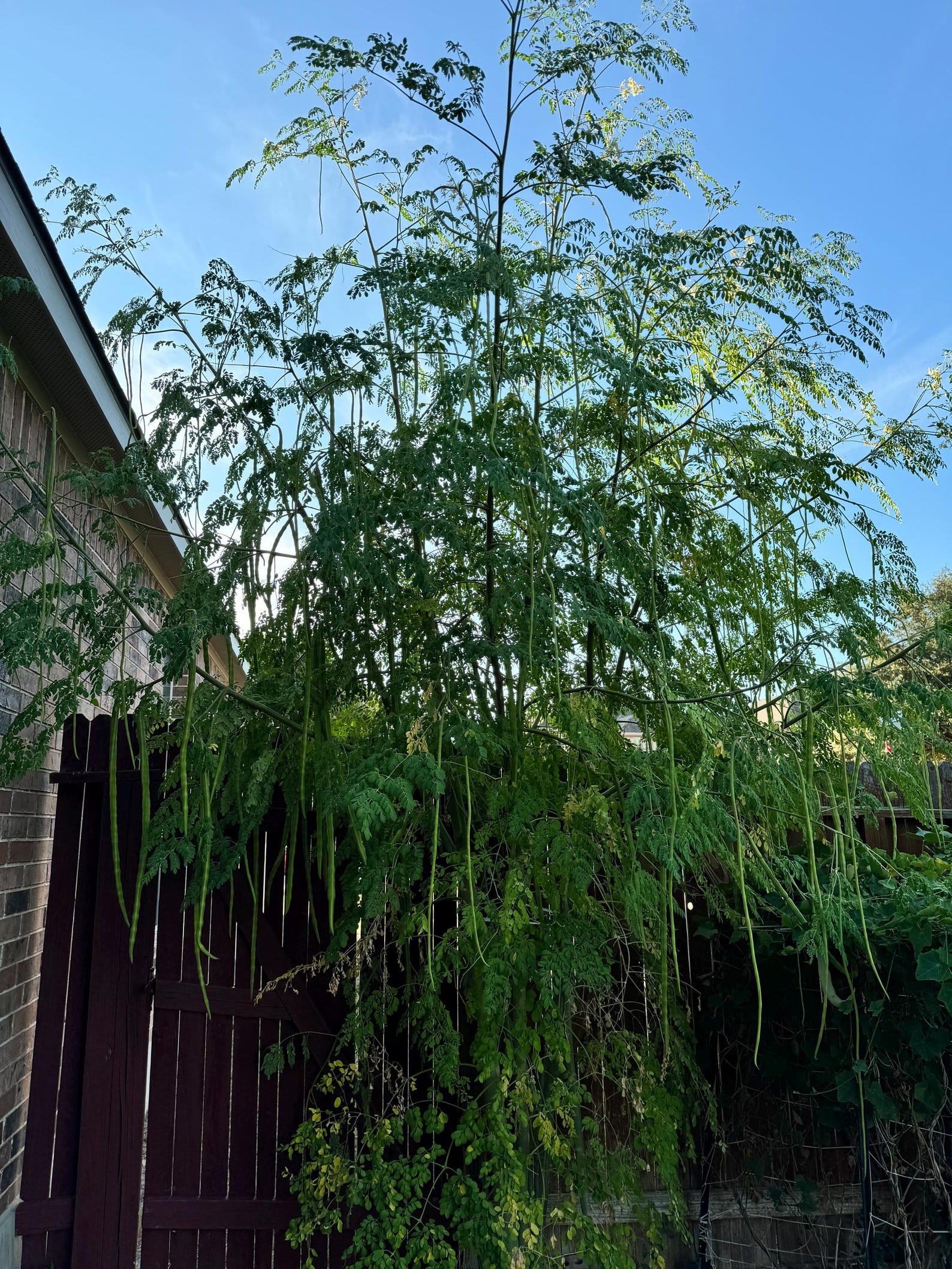 Organic Hybrid Moringa drum Stick Seeds High Yielding - Etsy