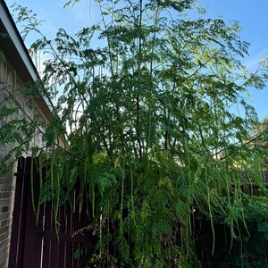 Organic Hybrid Moringa drum Stick Seeds High Yielding - Etsy