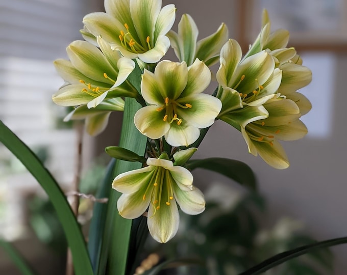 THREE Hirao Hybrid Clivia Miniata Baby Seedlings (deformed Leaves ...