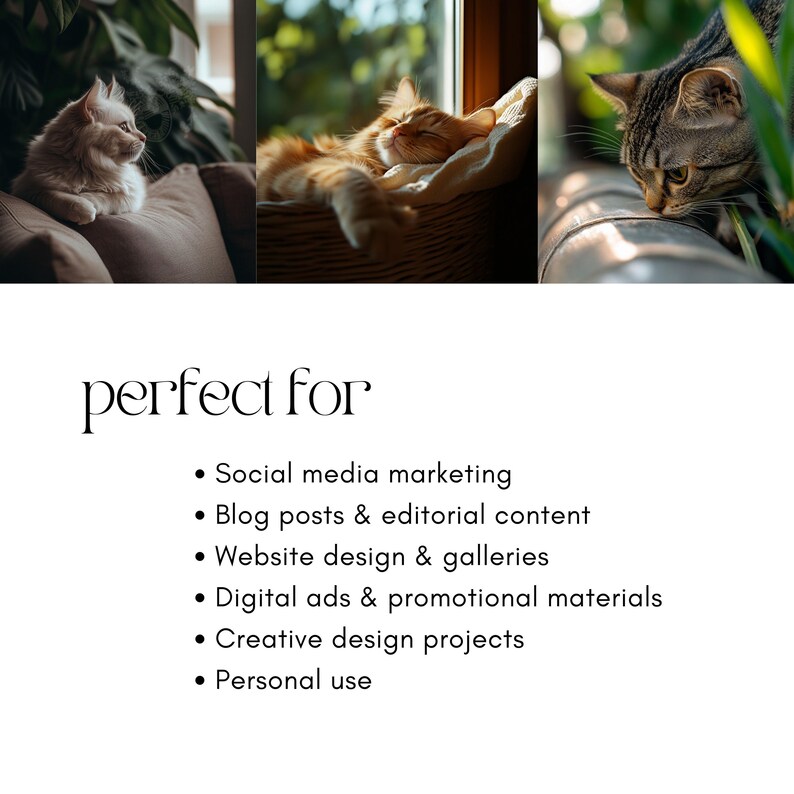 Stock Photos of Cats, 100+ Peaceful Cat Images for Social Media, Serene ...