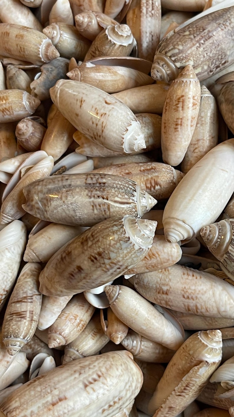 Lettered Olive Shells: Sanibel Island Beach Decor, Crafting Shells - 12 ...