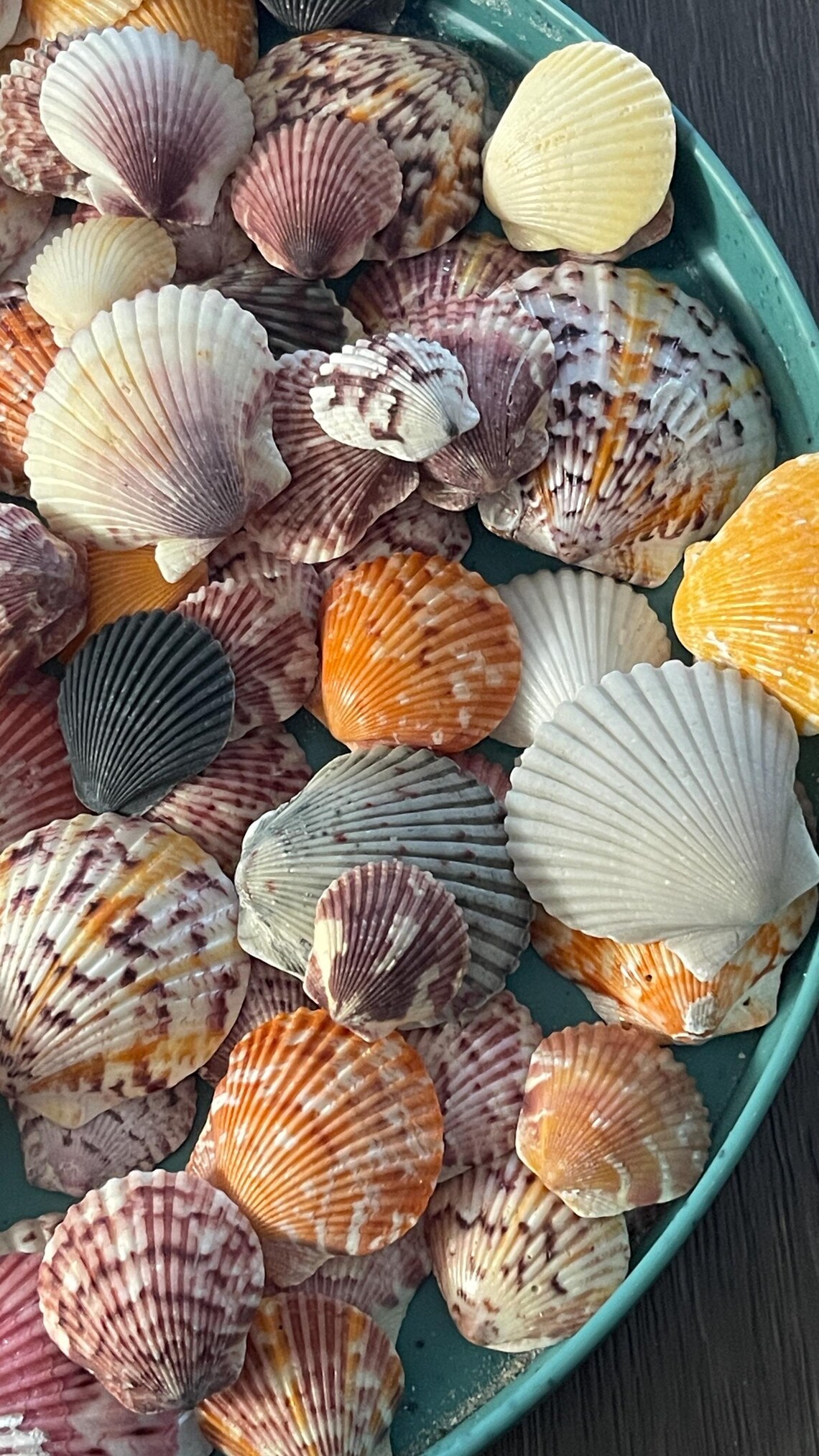 Calico Scallop Shells - Etsy