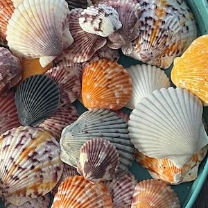 Calico Scallop Shells - Etsy