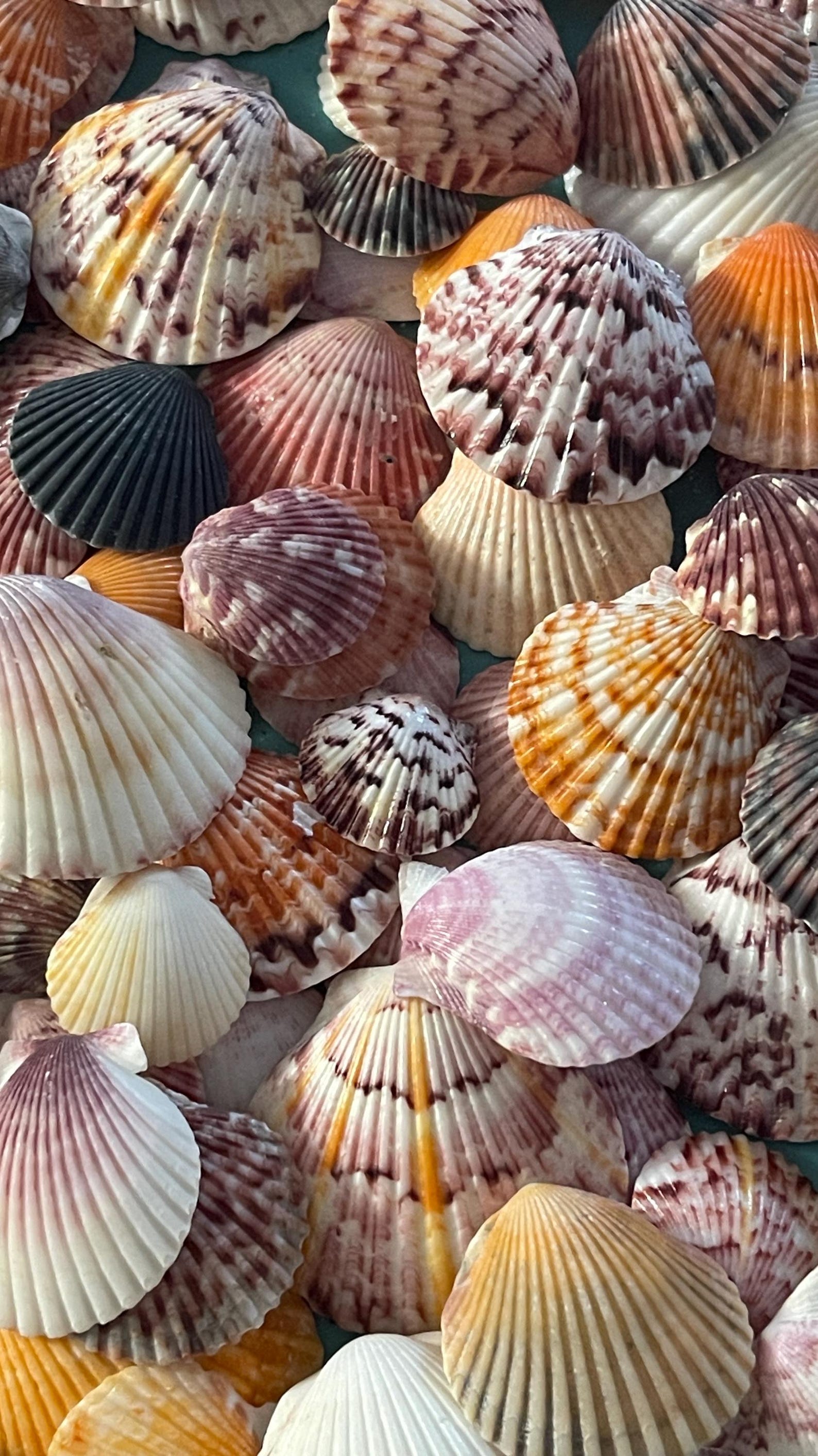 Calico Scallop Shells - Etsy